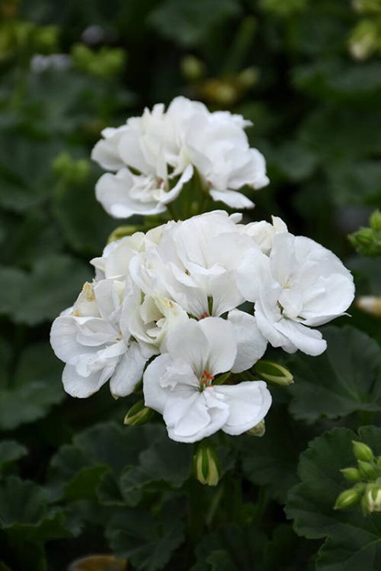 21 Lovely White Geranium Types to Brighten Your Garden