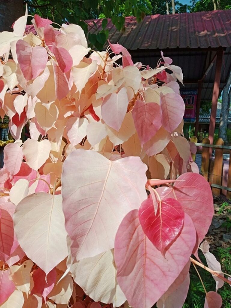 8 Enchanting Trees with Pink Leaves to Brighten Your Garden