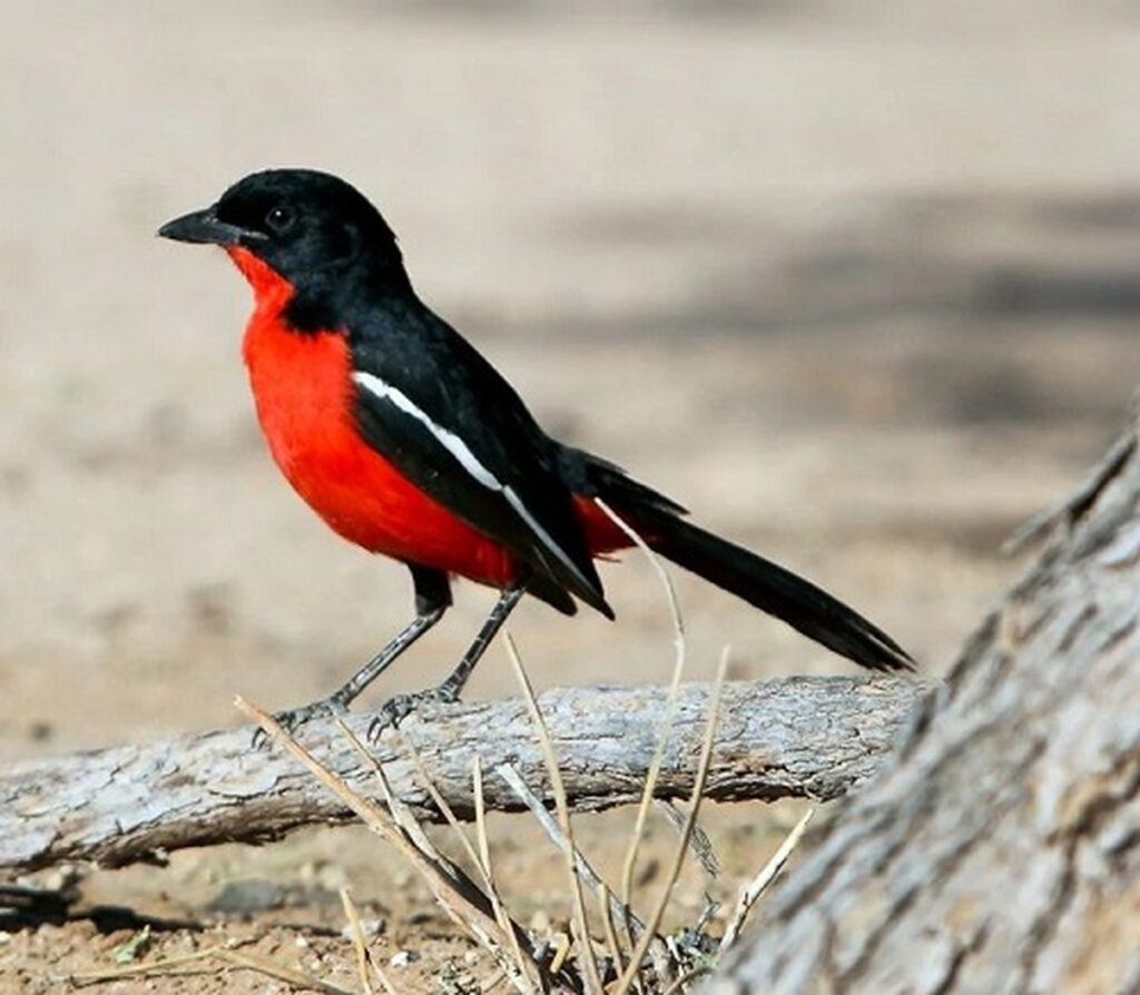 33 Stunning Birds with Red Chest That Brighten Any Garden