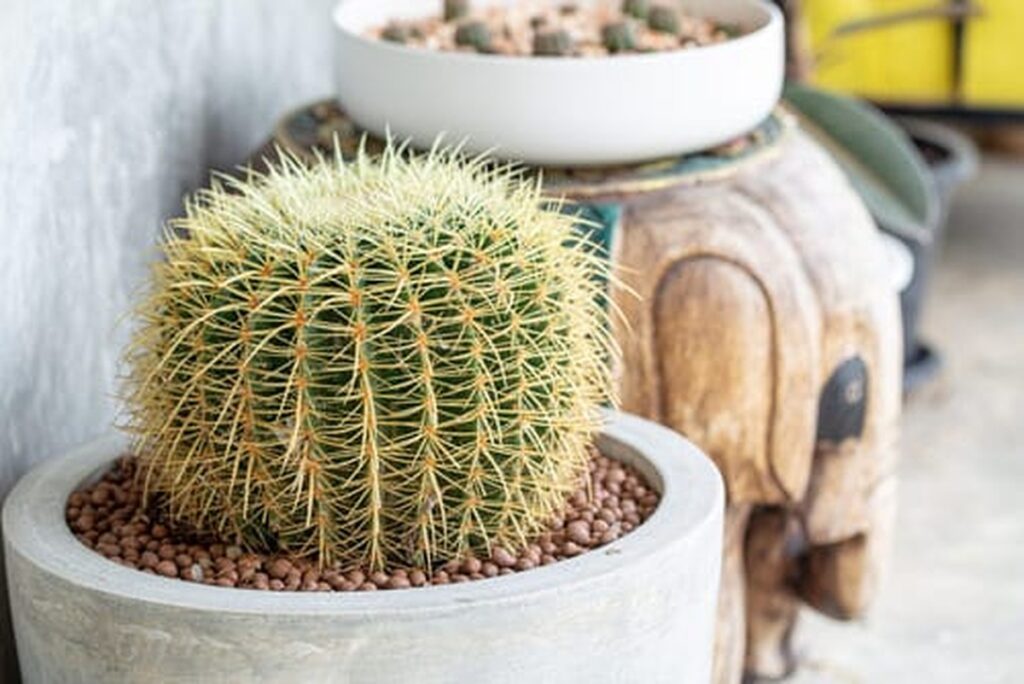 28 Stunning Rare Cactus Plants to Transform Your Home Garden