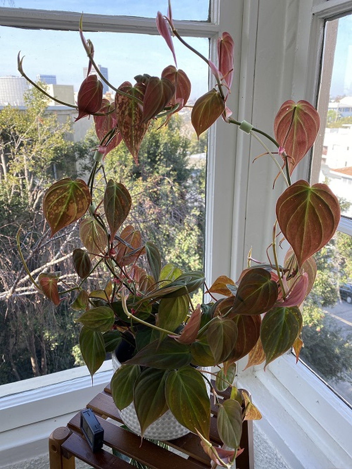 6 Stunning Pink Philodendrons That Will Brighten Any Space