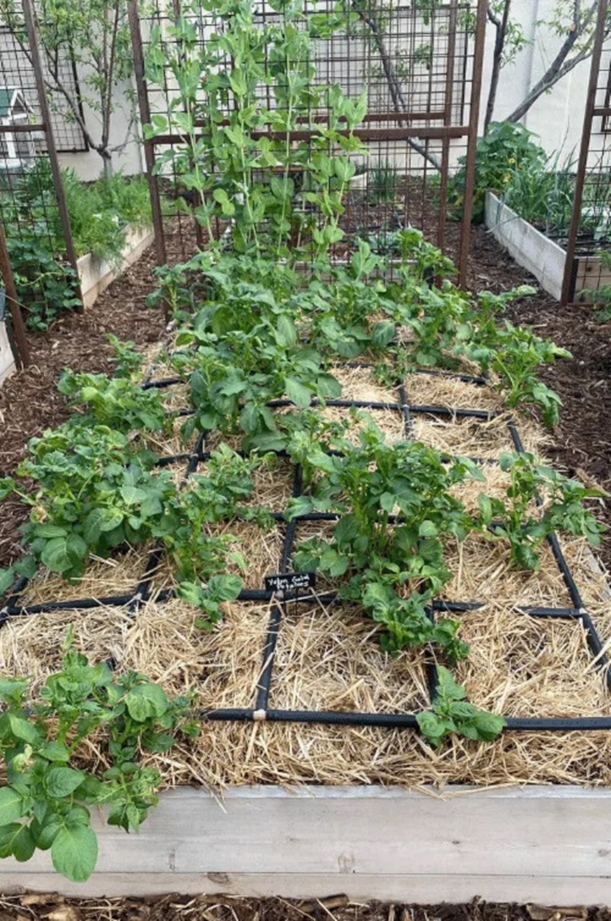 12 Clever DIY Potato Pots for Easy, Dig-Free Growing