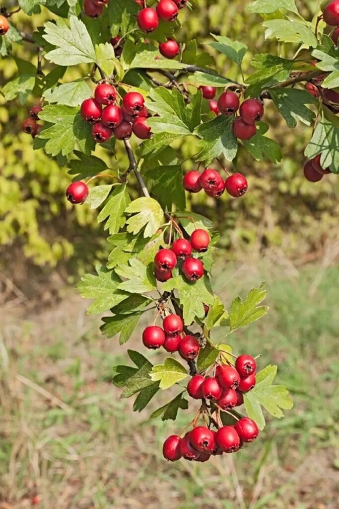 23 Stunning Trees with Red Berries for a Vibrant Garden
