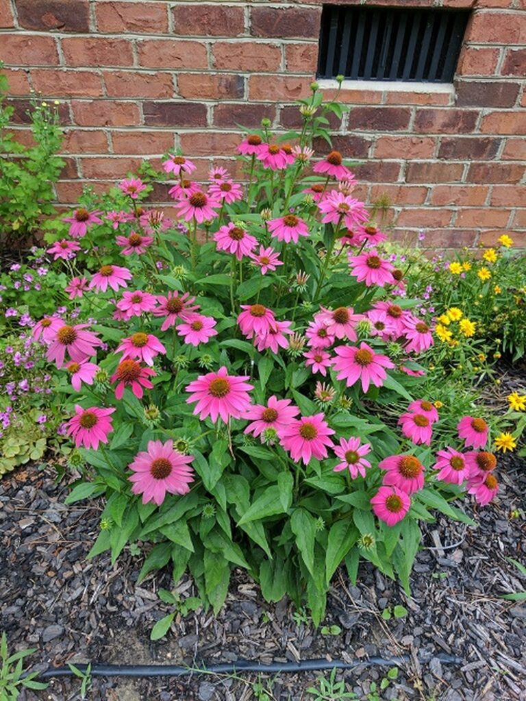 19 Beautiful Long Lasting Perennials That Bloom Forever