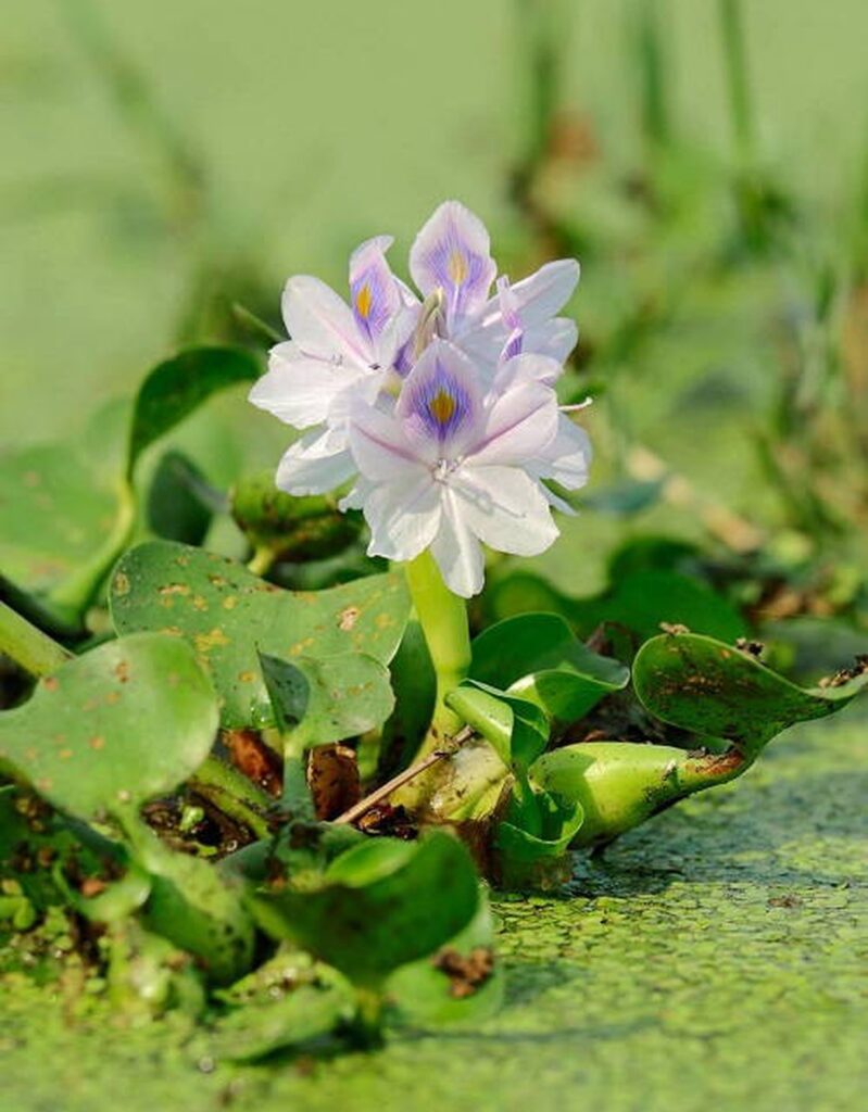 10 Stunning Floating Flowers That Float in Water Beautifully