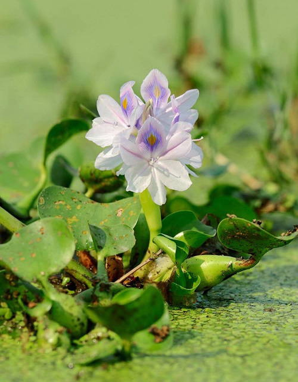 10 Stunning Floating Flowers That Float in Water Beautifully