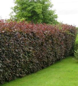 31 Stunning Colorful Hedge Plants for a Vibrant Garden Border