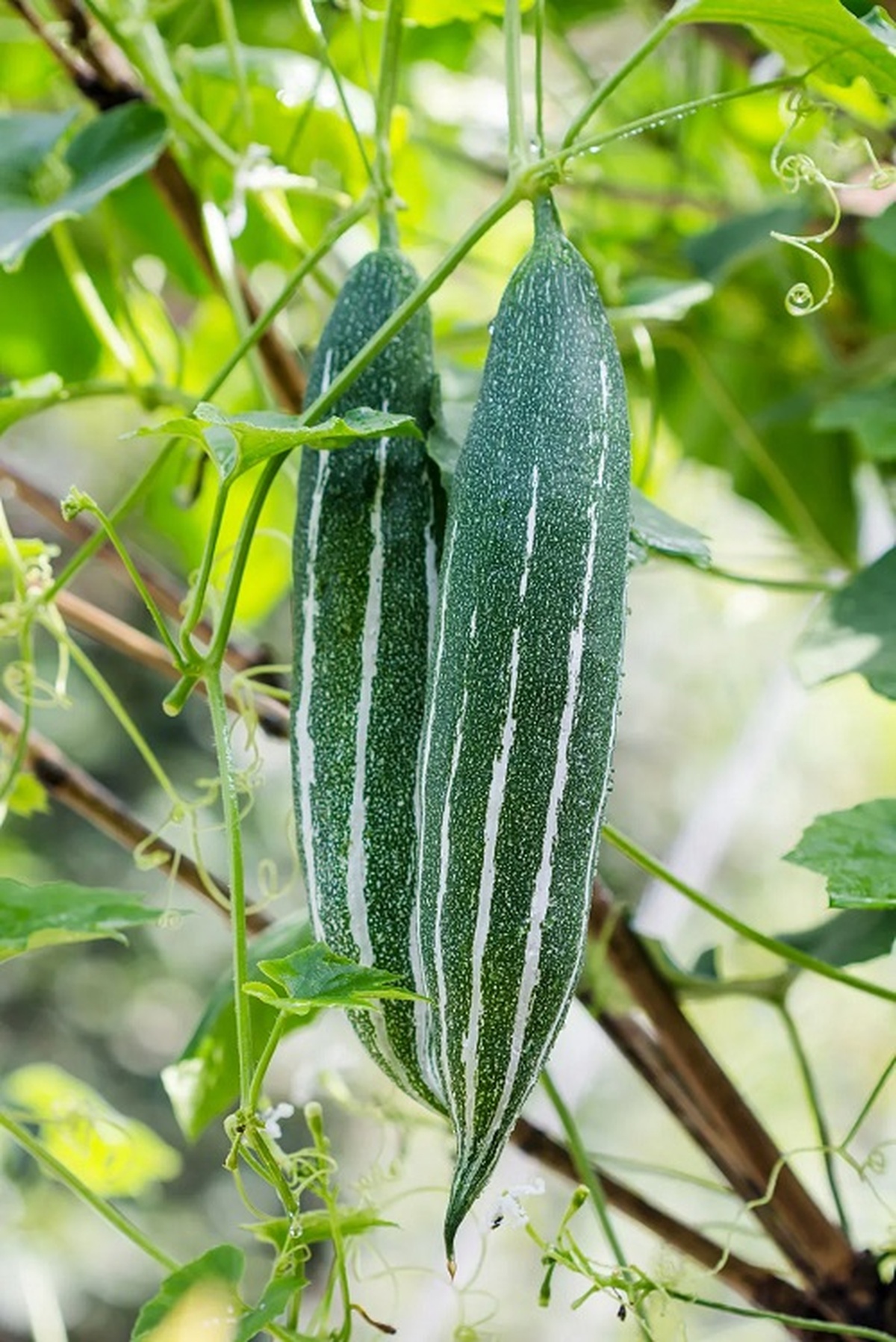10 Amazing Vegetables That Look Like Cucumbers - Garden Twins!