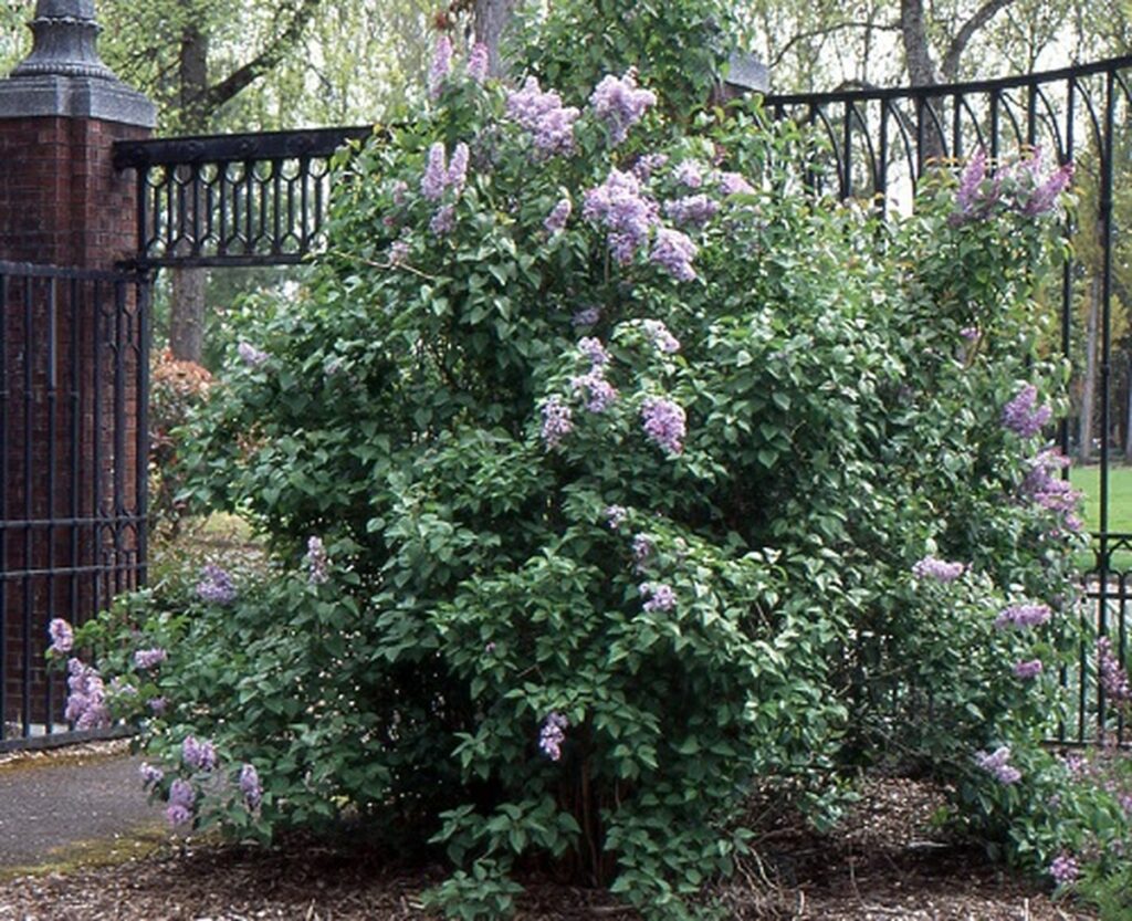 13 Stunning Trees With Blue Flowers to Brighten Your Garden