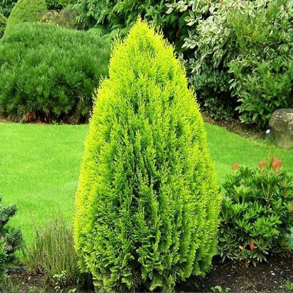 28 Stunning Tall Skinny Trees for Your Perfect Garden Oasis