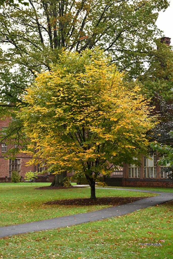 30 Stunning Trees with Yellow Flowers That Brighten Any Garden
