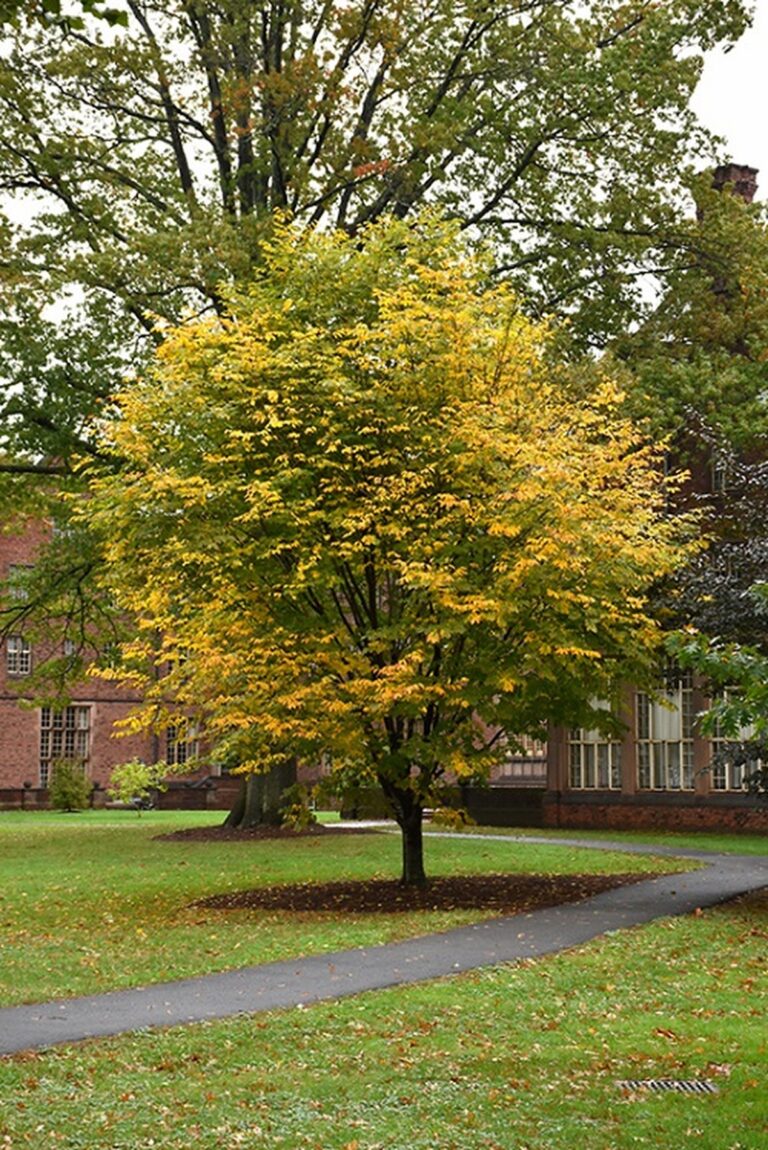 30 Stunning Trees with Yellow Flowers That Brighten Any Garden