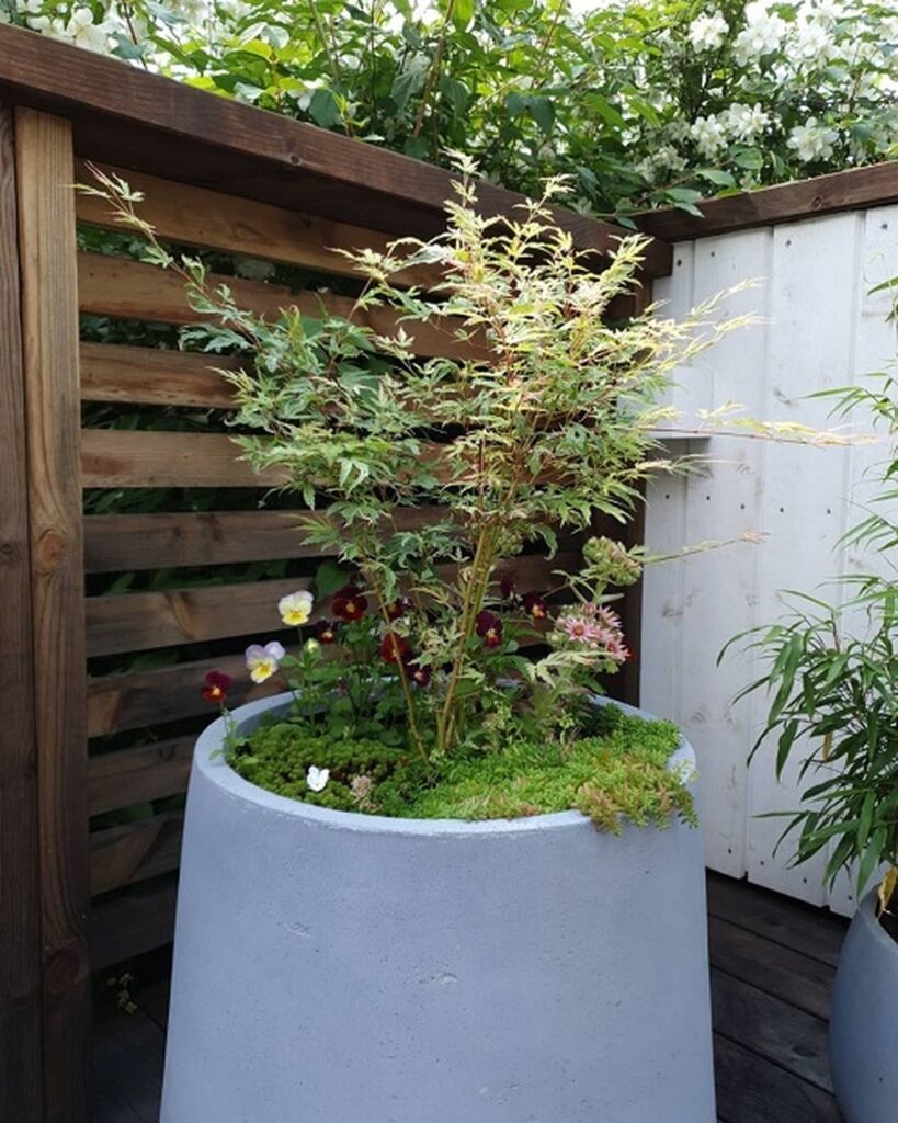 21 Gorgeous Maple Tree Varieties Perfect for Container Gardening