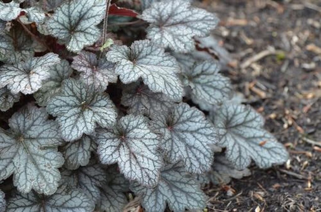 31 Stunning Heuchera Varieties for Your Dream Garden