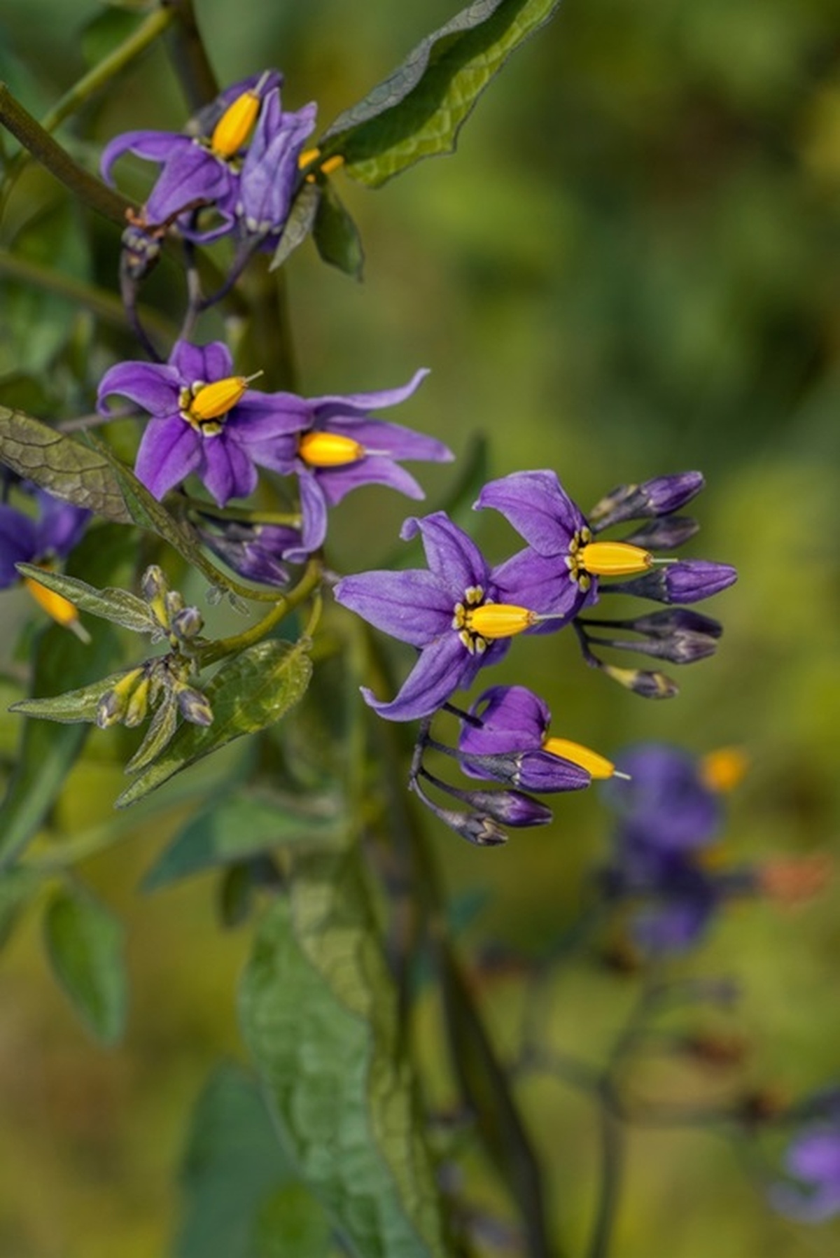 12 Stunning Purple Flowers With Yellow Center to Brighten Your Garden
