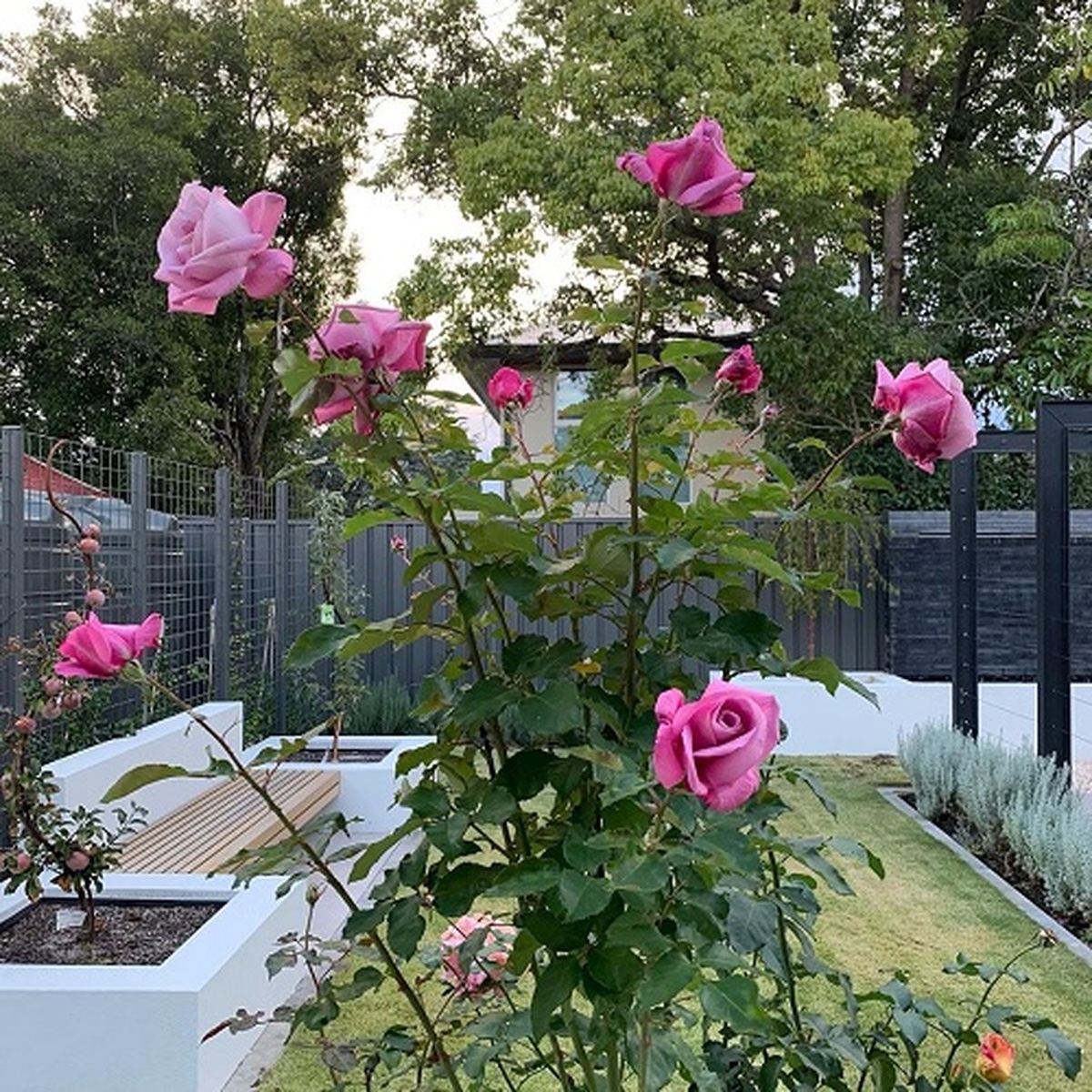 12 Ideal Long Stem Roses to Beautify Your Garden