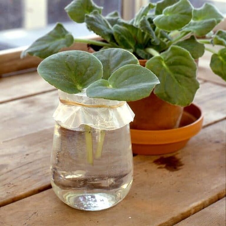 25 Creative Plant Propagation Stations for Eco-Friendly Homes