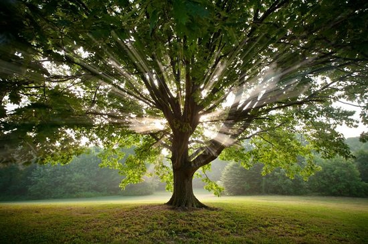 18 Amazing Tree Facts That Will Surprise You