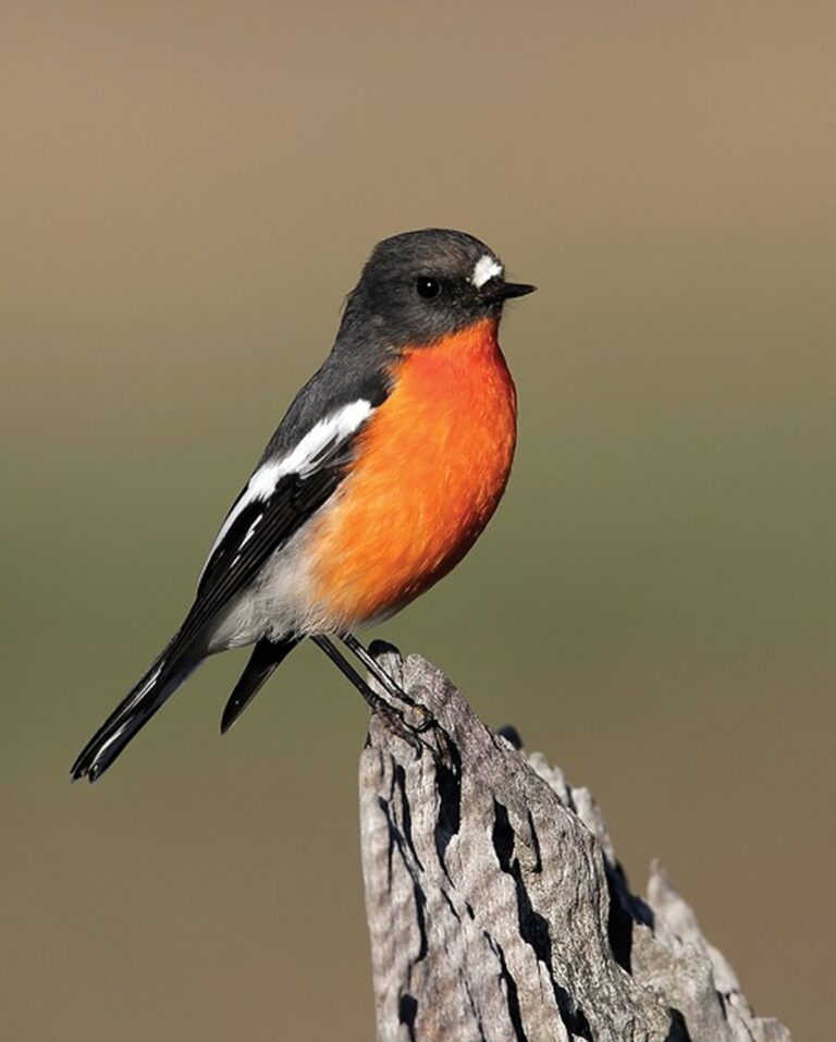 33 Stunning Birds with Red Chest That Brighten Any Garden