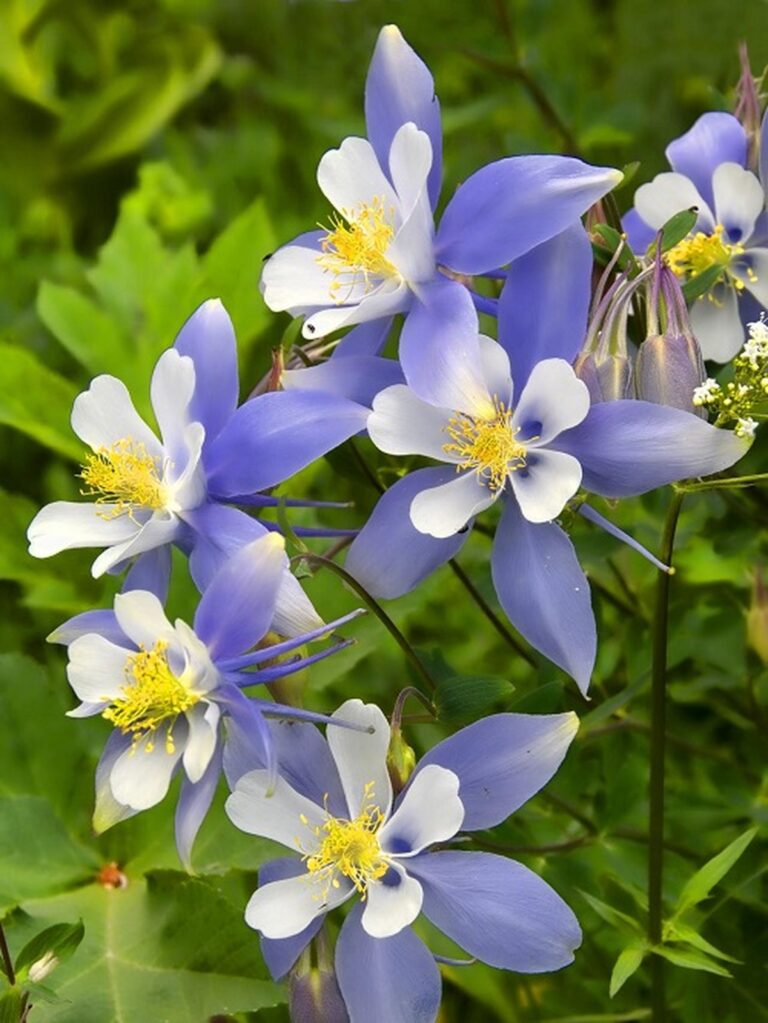 17 Stunning Blue and White Flowers for a Dreamy Garden