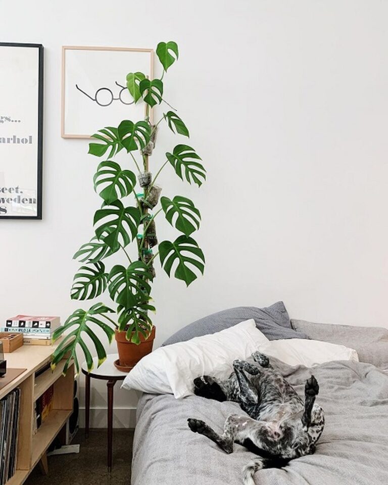 21 Beautiful Monstera Trellis Ideas for Plant Lovers