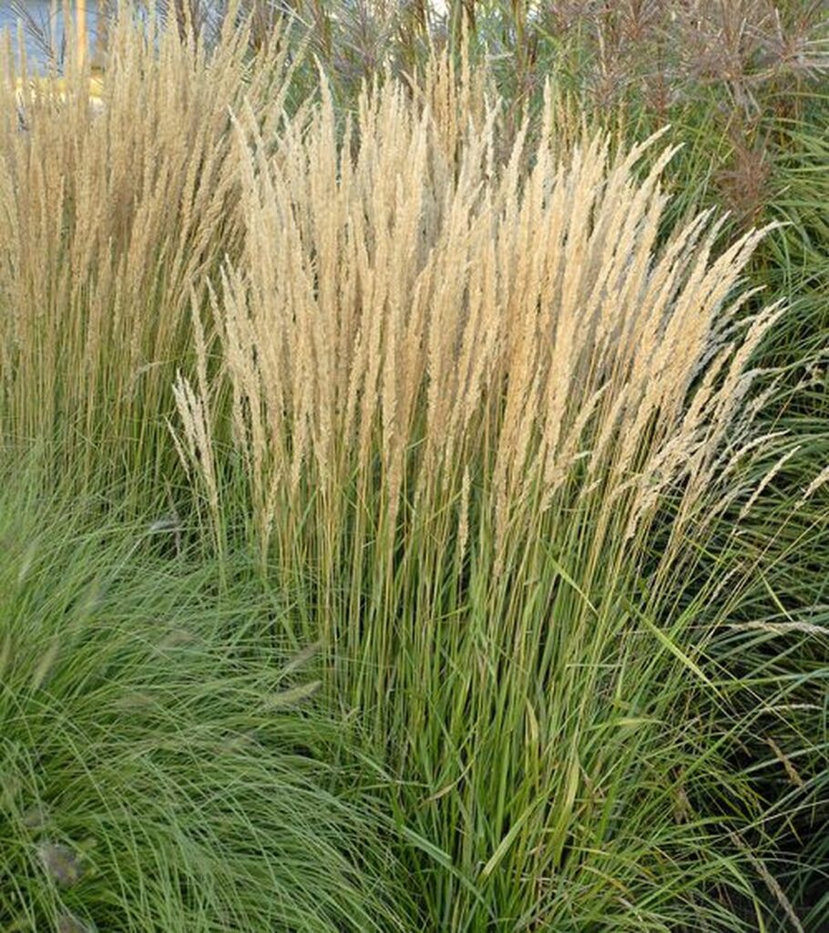 21 Beautiful Ornamental Grasses to Transform Your Containers