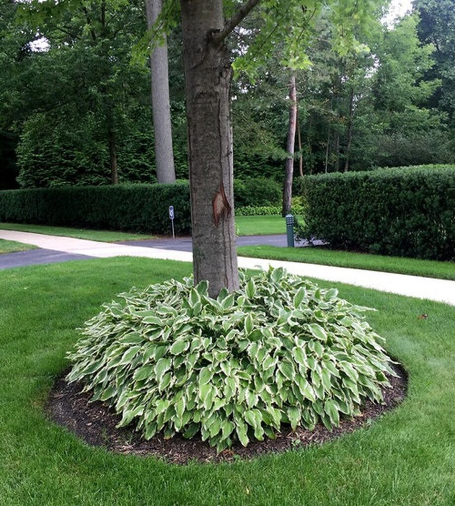 50 Vibrant Plants to Grow Under Big Trees That Thrive in Shade