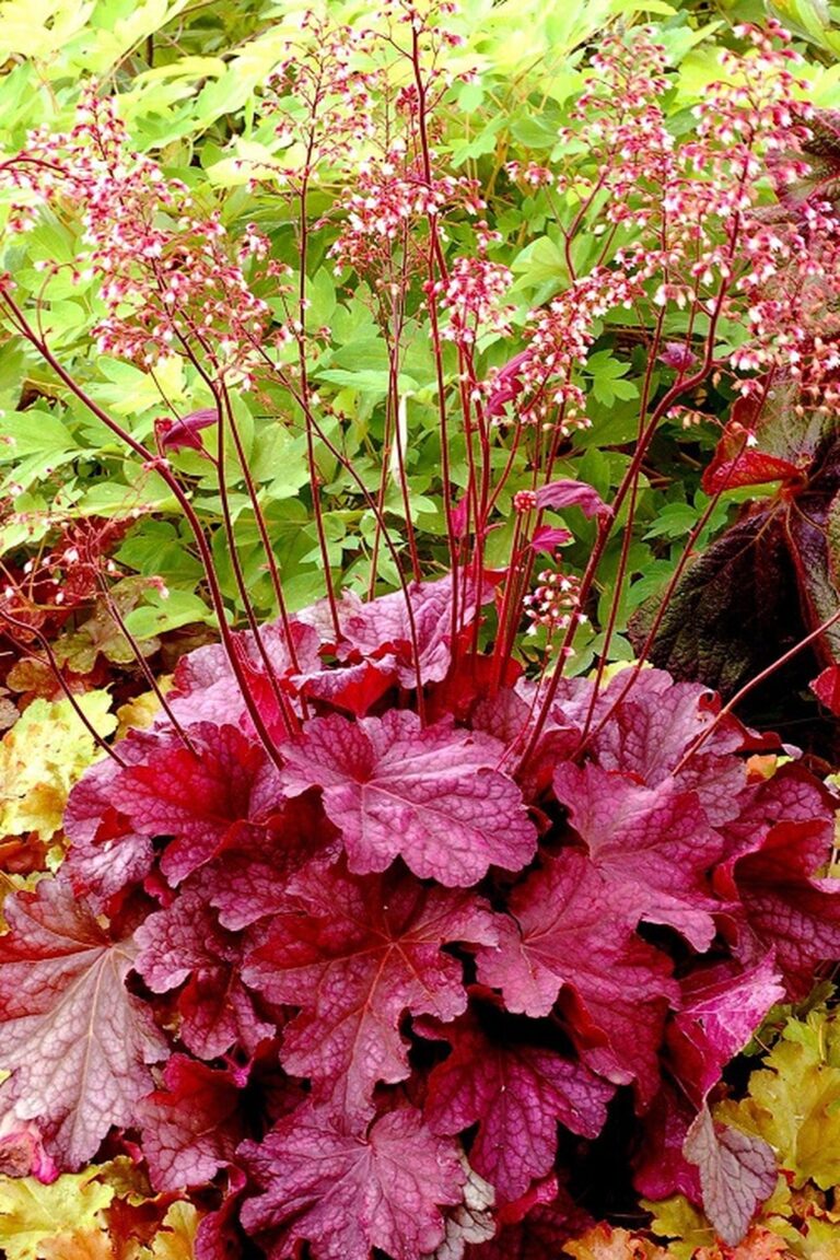20 Enchanting Maroon Flowers That Beautify Any Garden