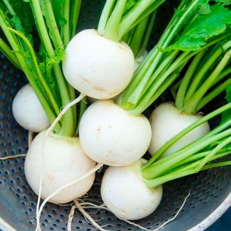 23 Delicious Types of Turnips: Best Varieties for Your Garden