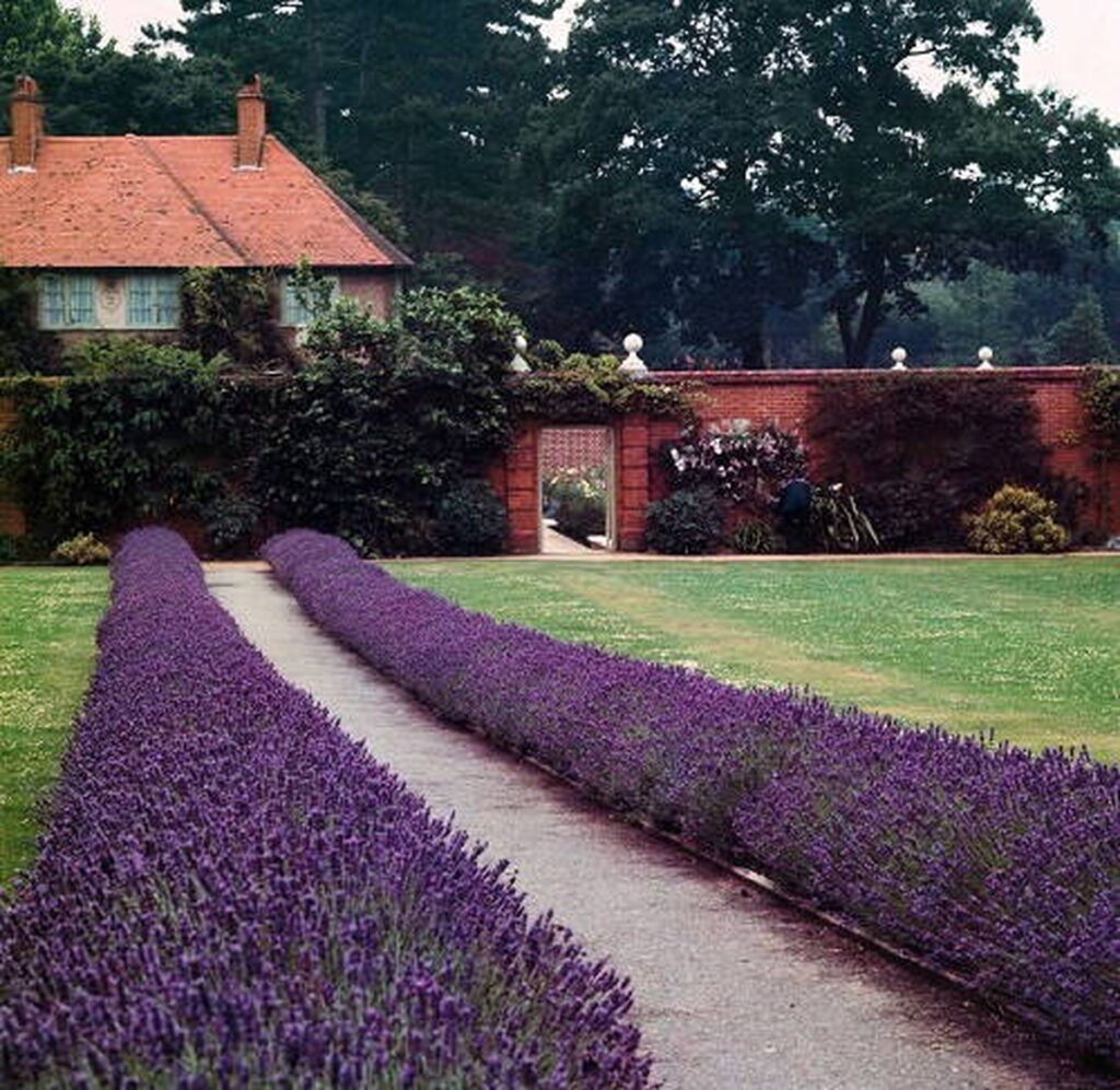25 Stunning Lavender Garden Design Ideas for Perfect Landscaping