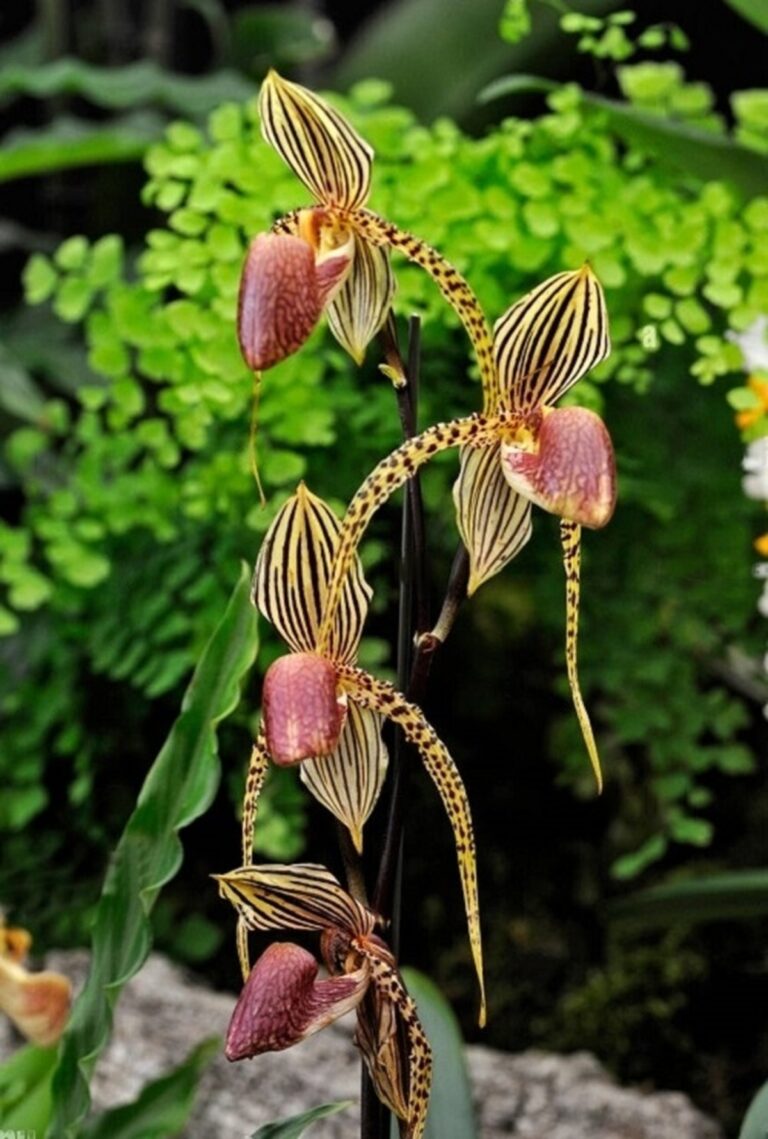 26 Breathtaking Rare and Unique Orchids Around the World