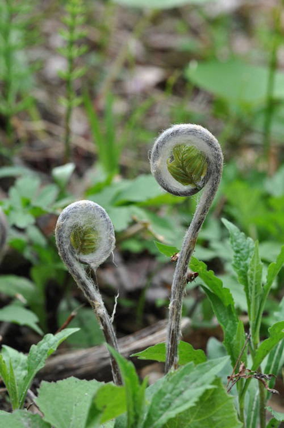 10 Must-Known Edible Ferns for Your Tasty Meals