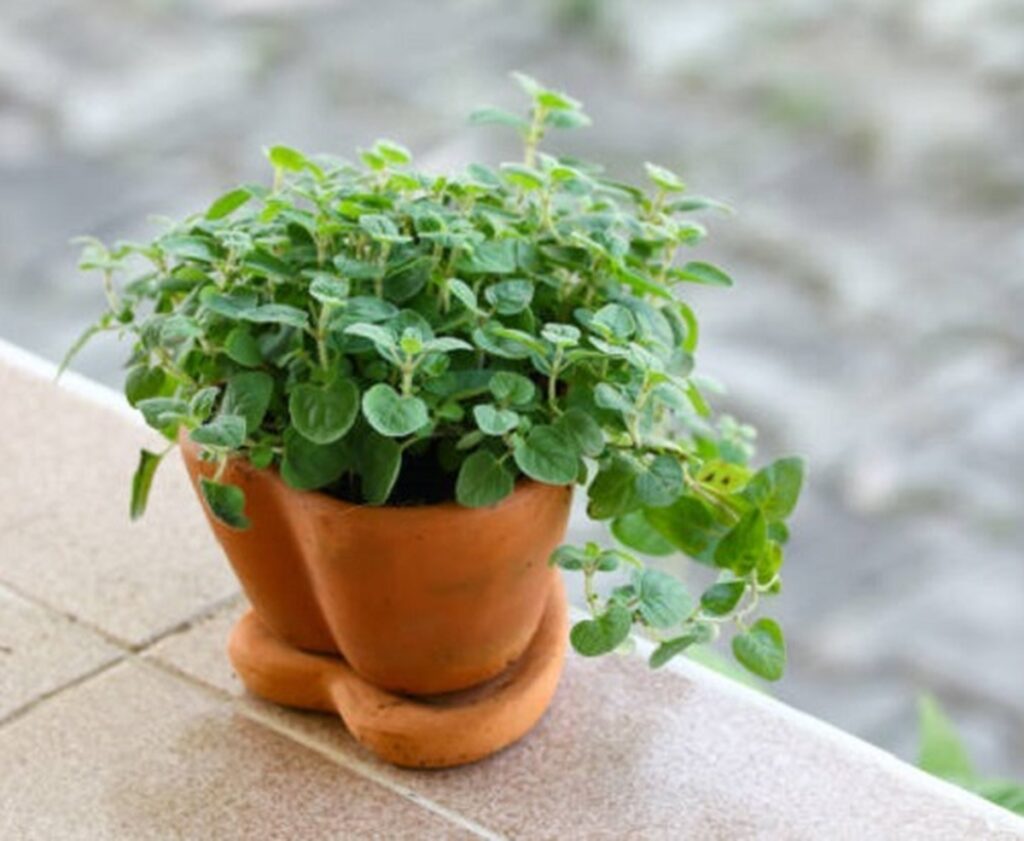 9 Easy-to-Grow Herbs with Shallow Roots for Small Pots That Thrive