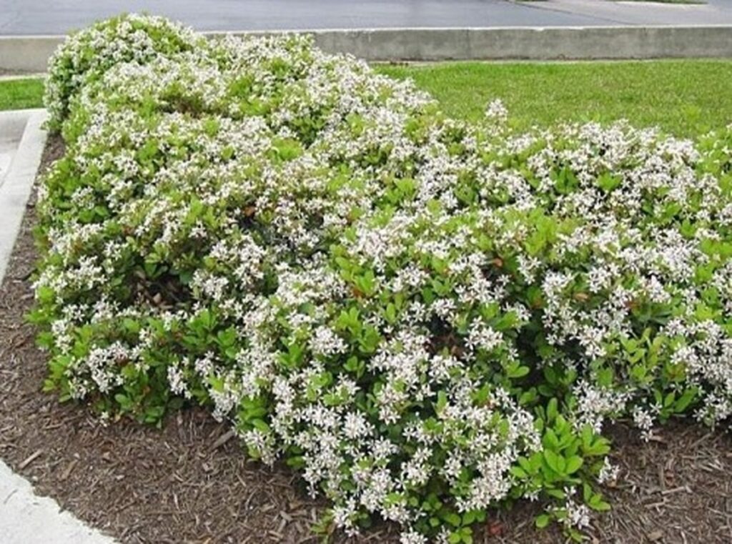 11 Gorgeous Indian Hawthorn Varieties for Your Dream Garden