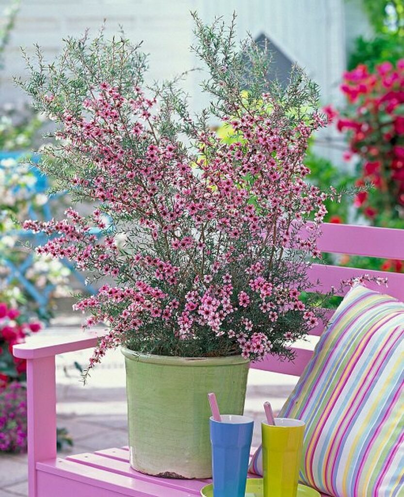 50 Amazing Drought Tolerant Plants That Thrive In Dry Conditions