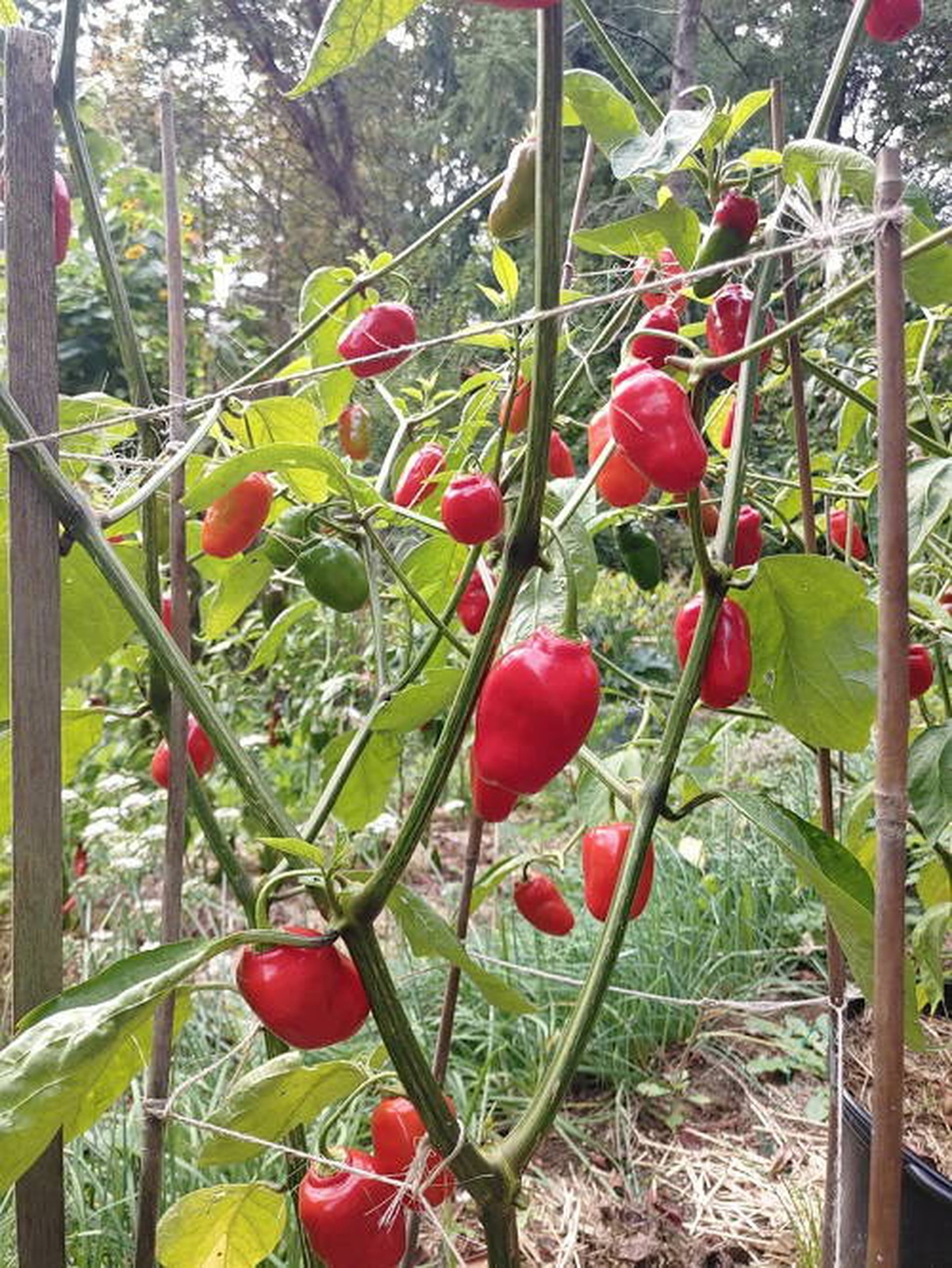 11 Delicious Tree-Grown Vegetables That Will Amaze You