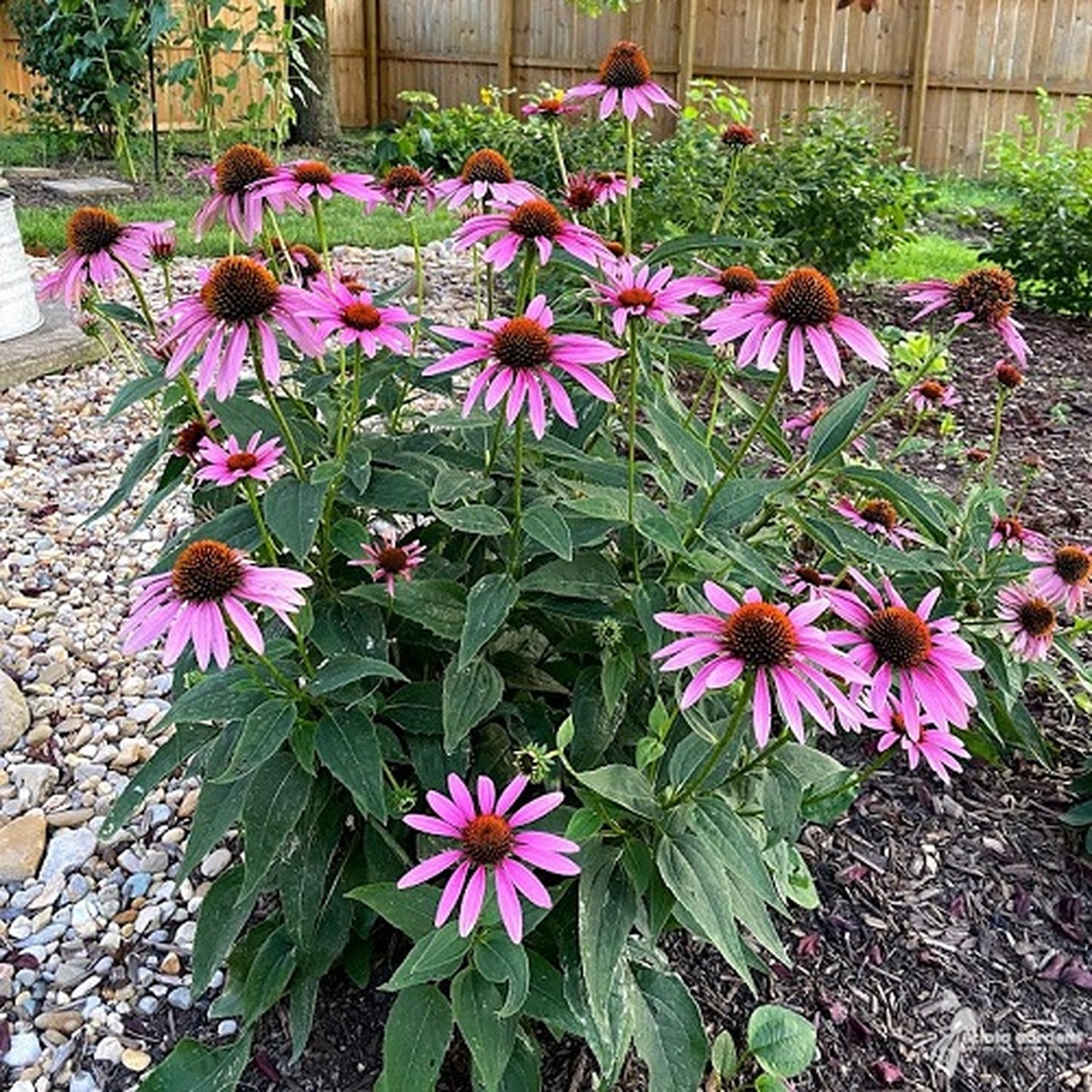 13 Breathtaking Mauve Flowers to Brighten Your Garden