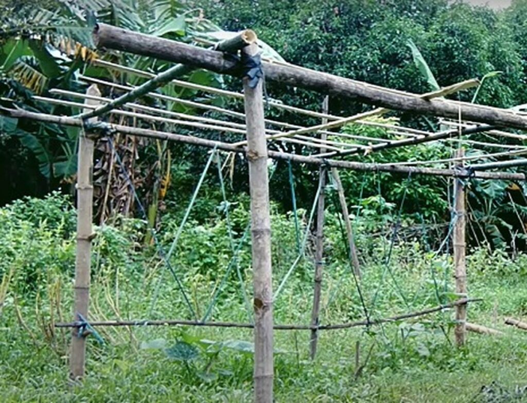 17 Fantastic DIY Squash Trellis Ideas for Your Garden
