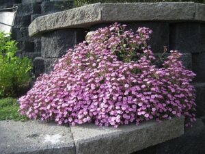 50 Amazing Drought Tolerant Plants That Thrive In Dry Conditions