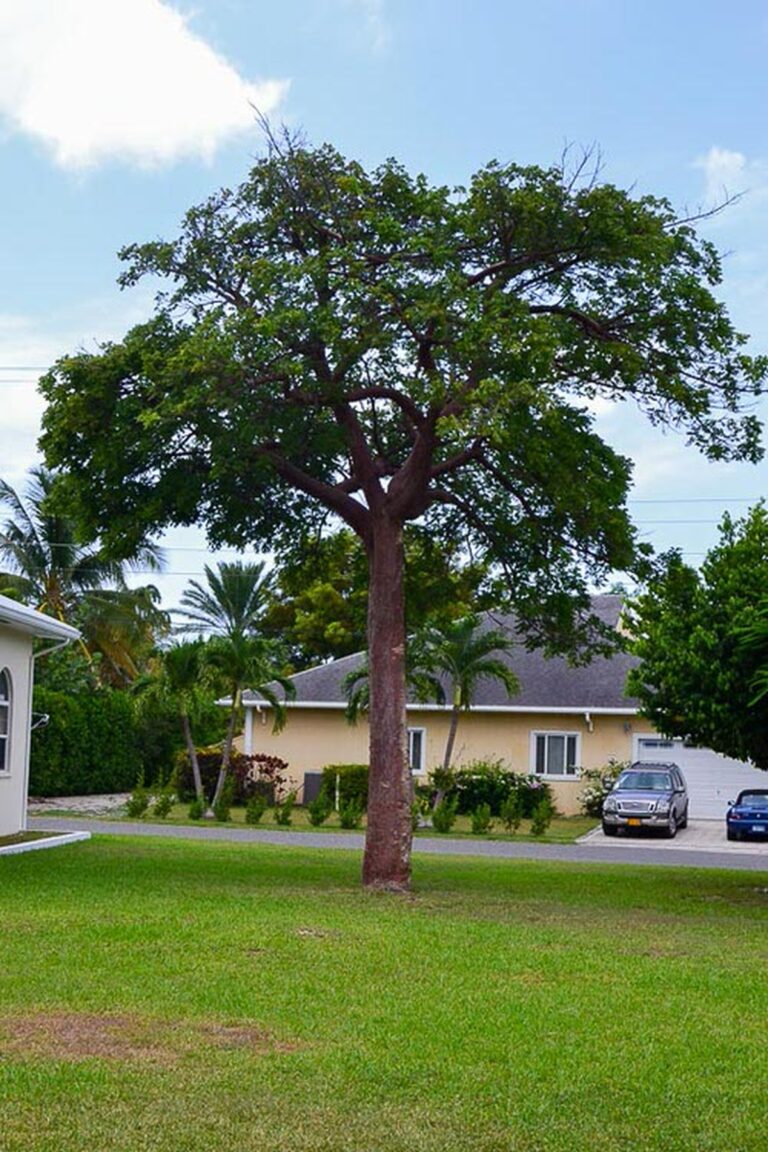 62 Stunning Native Florida Plants and Trees to Beautify Your Space