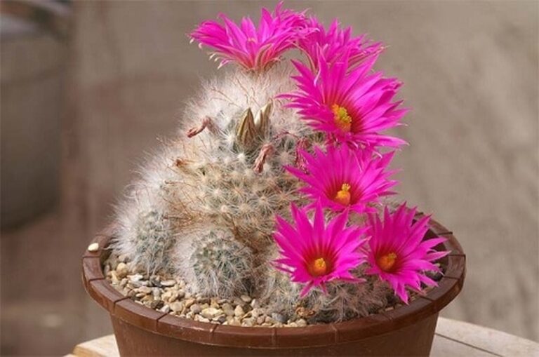 17 Gorgeous Cactus With Pink Flowers to Brighten Your Space