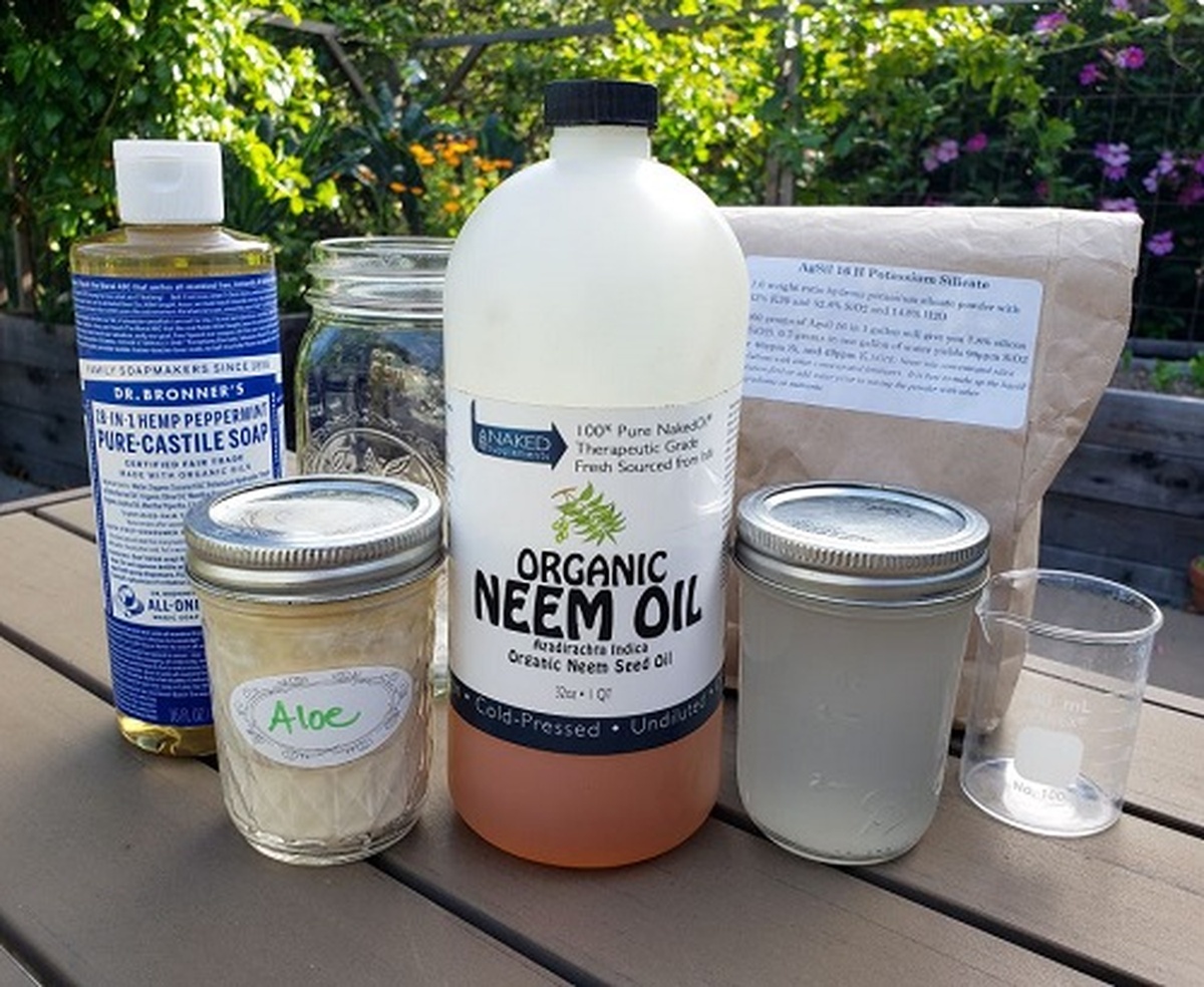 9 Simple Oak Tree Borers Treatment Methods You Can Try Today