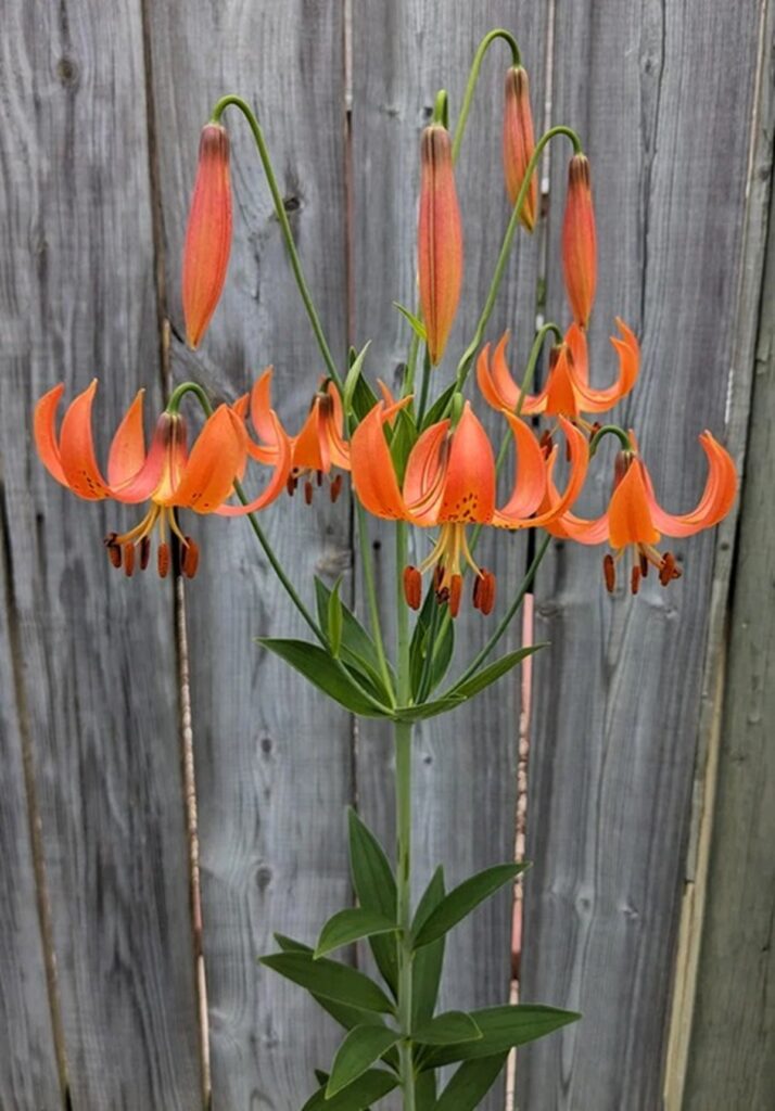32 Exotic Orange Wildflowers to Brighten Your Garden