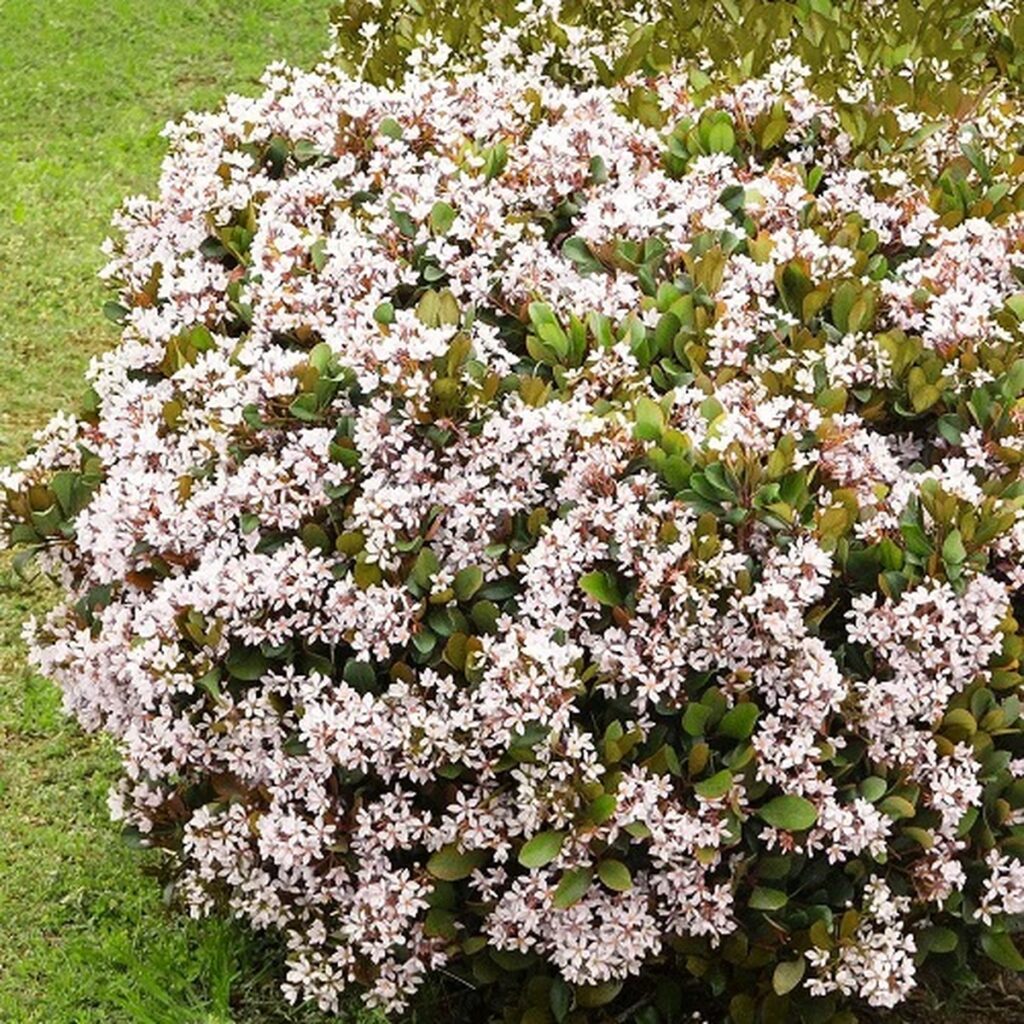 11 Gorgeous Indian Hawthorn Varieties for Your Dream Garden