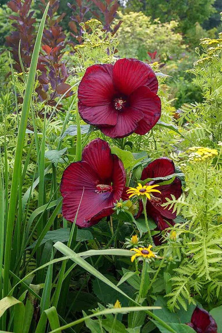 18 Gorgeous Plants That Bloom Massive, Eye-Catching Flowers