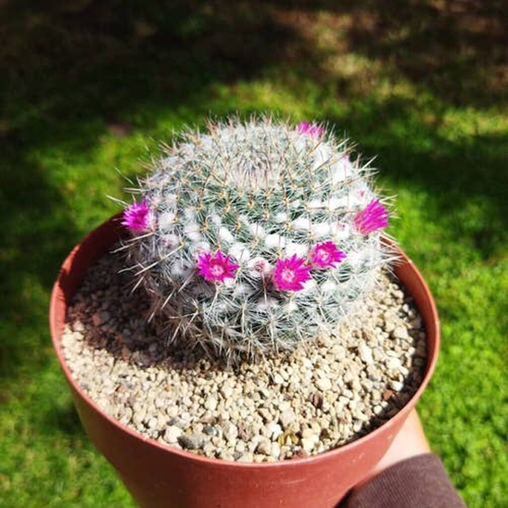 28 Stunning Rare Cactus Plants to Transform Your Home Garden