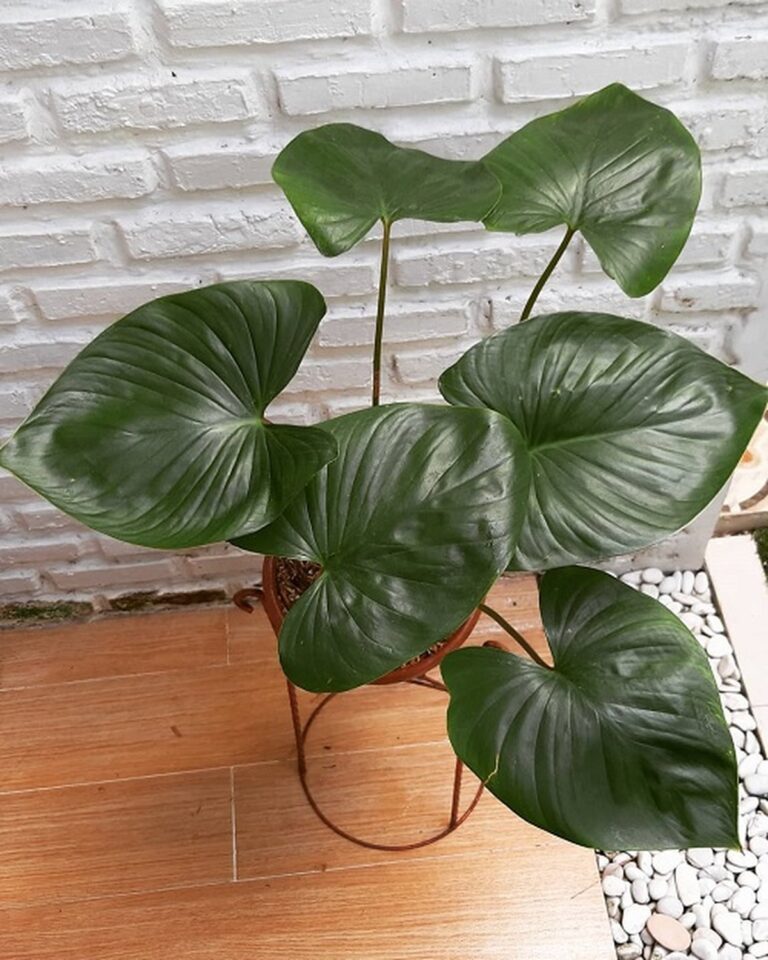 19 Stunning Types of Homalomena Varieties for Your Indoor Garden