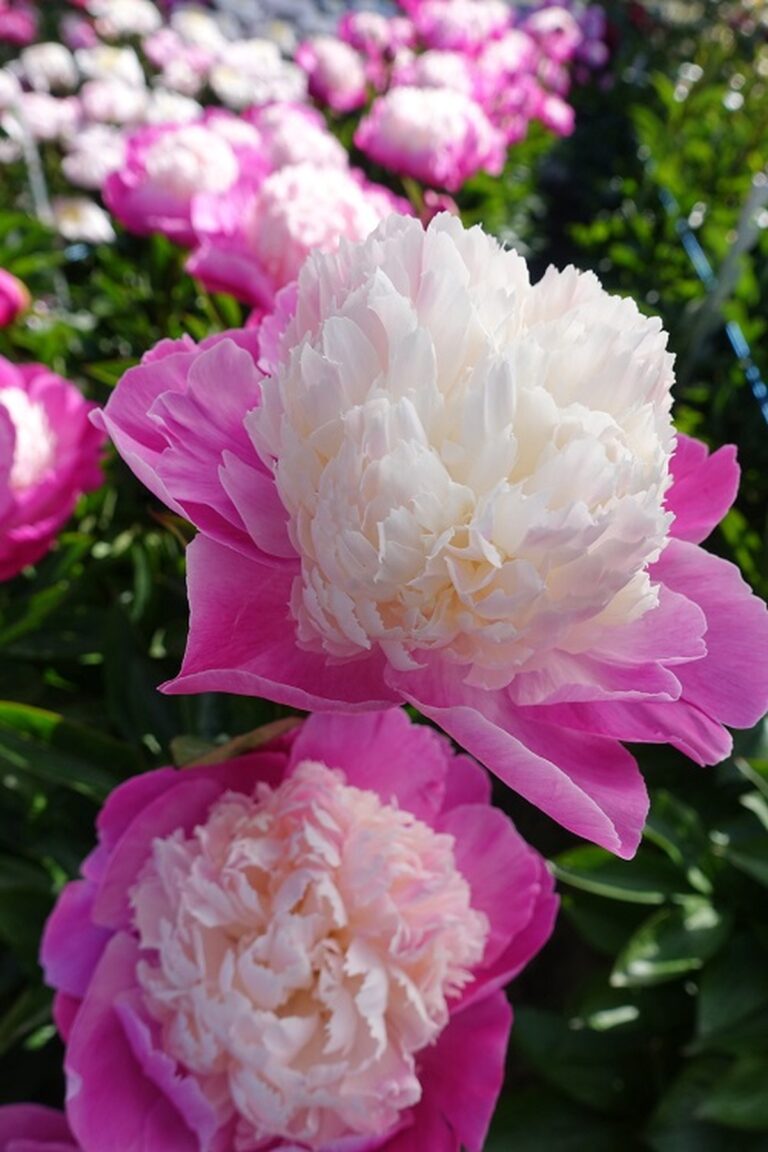 55 Gorgeous Pink Peony Varieties That Bloom Beautifully
