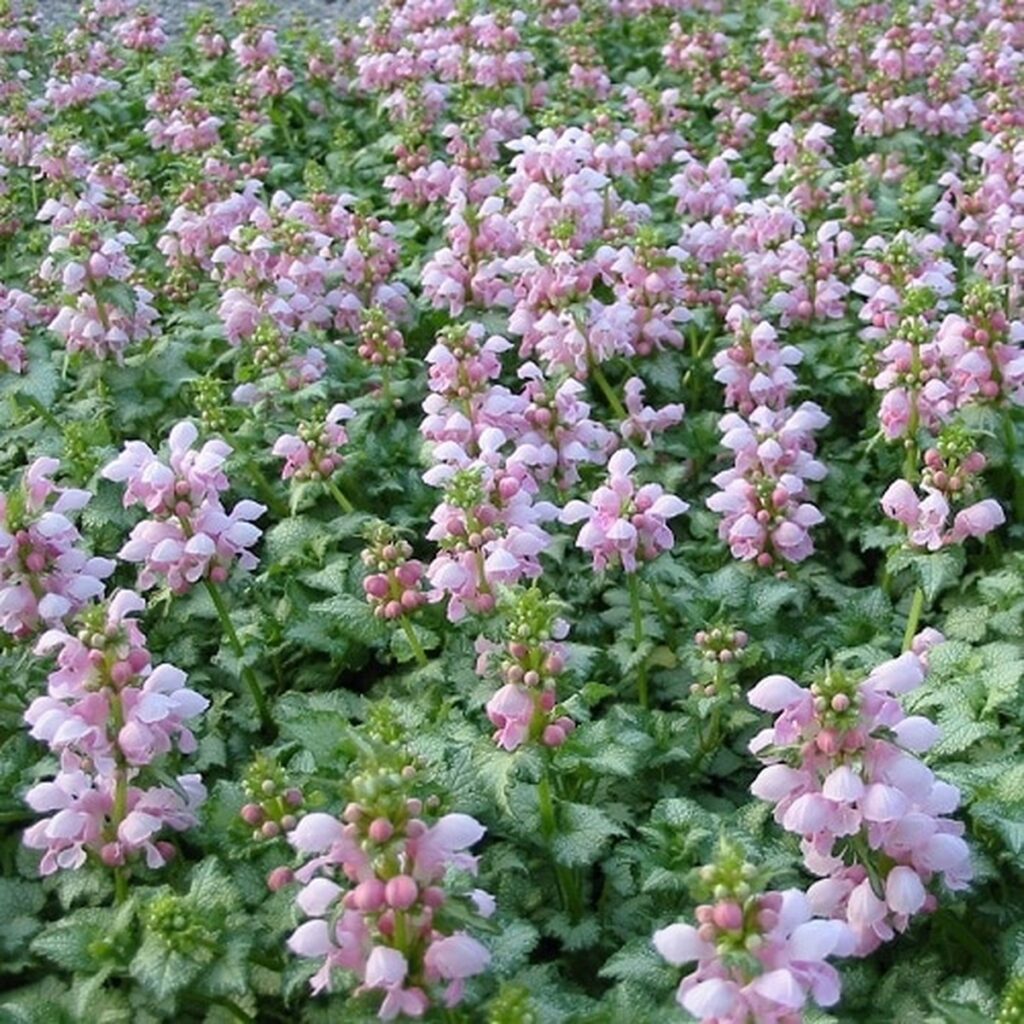 20 Stunning Lamium Varieties Perfect for Your Shady Garden