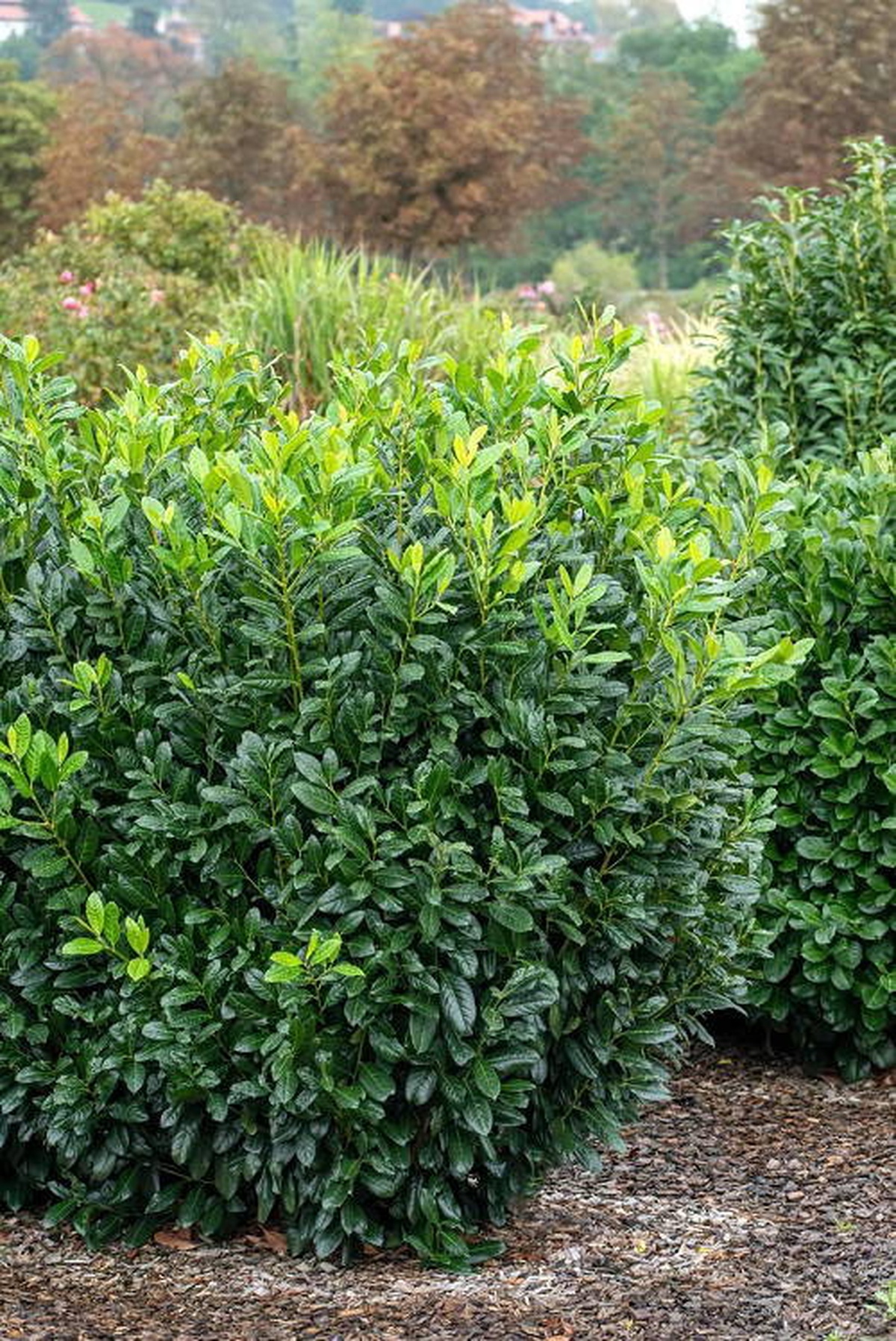 11 Speedy-Growing Shrubs For Privacy in Texas That Amaze